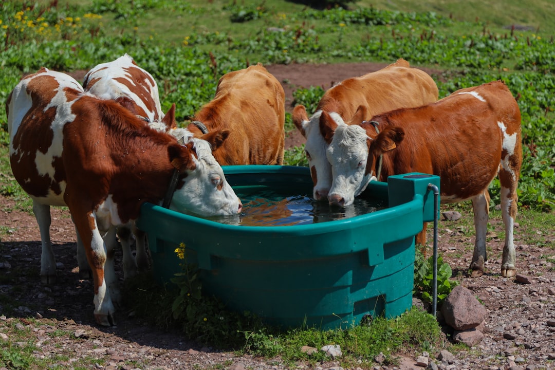 Optimizing Water Use in Beef Cattle Feedlots