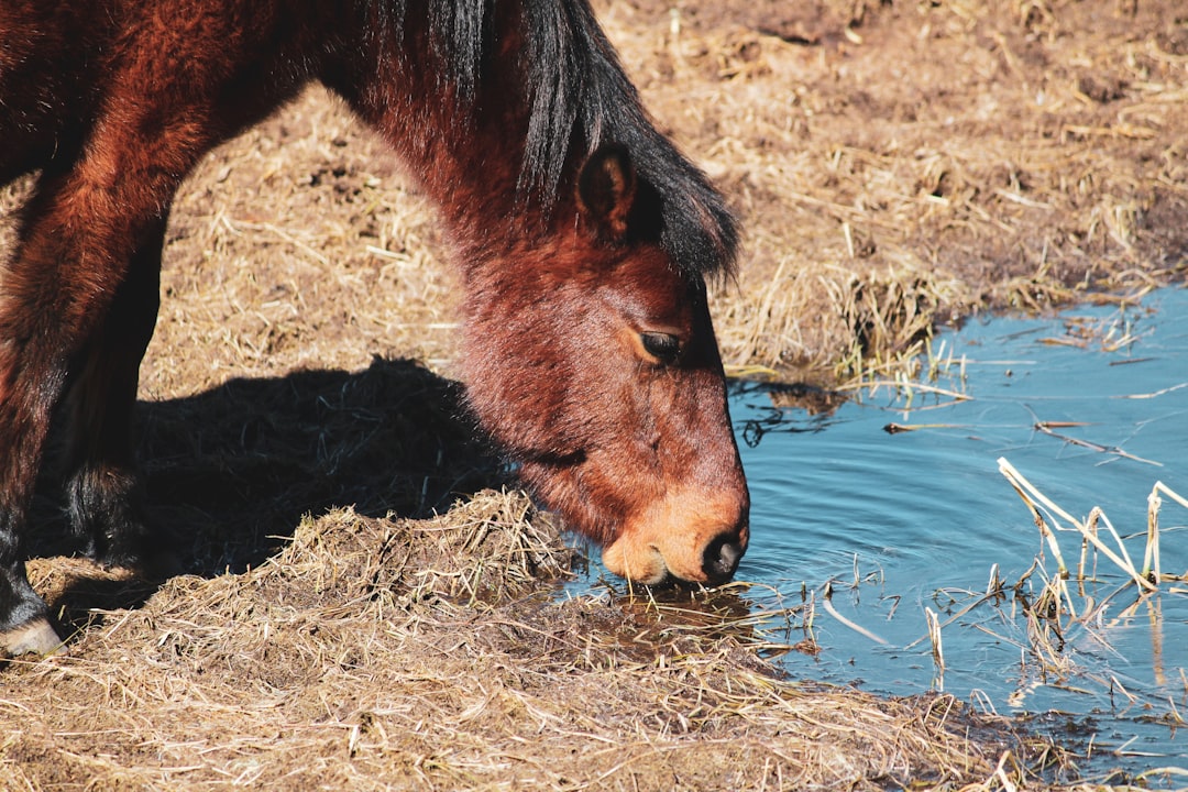 Optimizing Water Management in Beef Cattle Feedlots