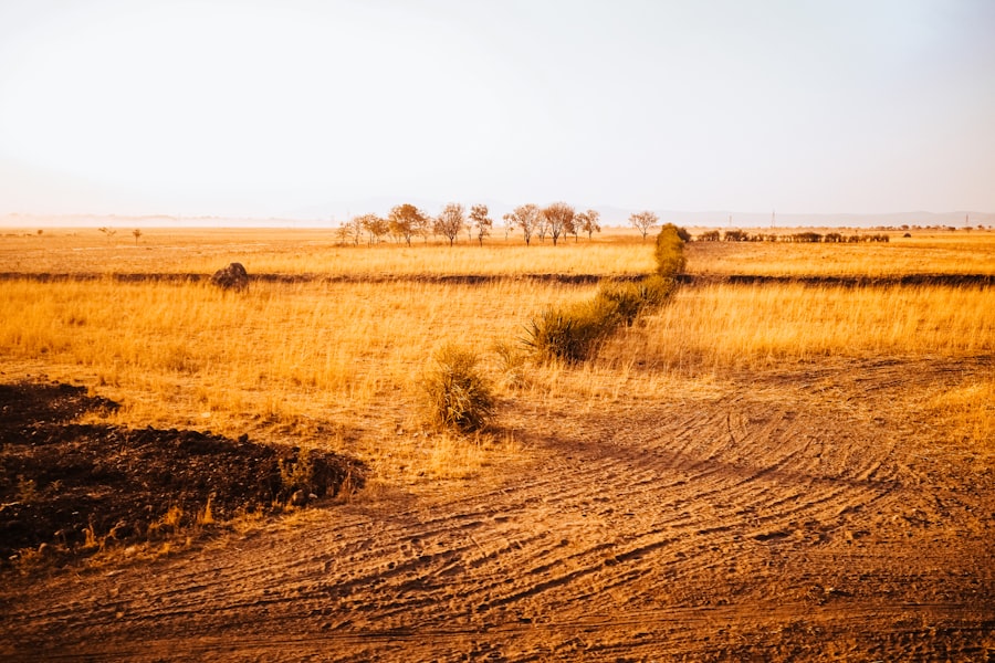 Unlocking the Secrets of Savanna Soil: Vertical Flow Pathways
