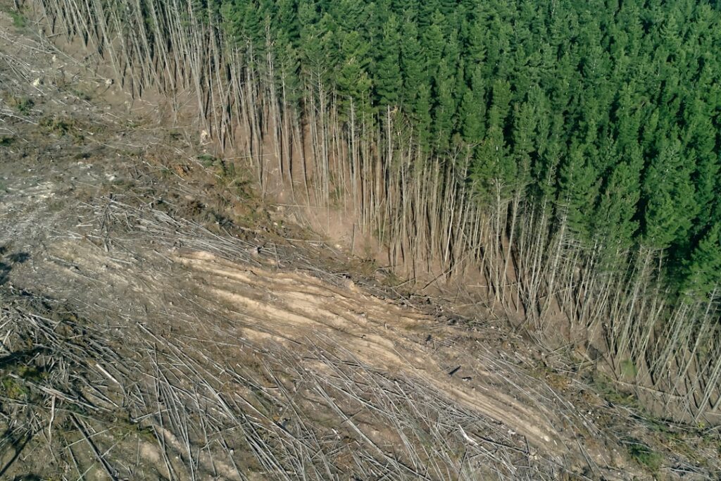 The Causes of Haiti's Deforestation